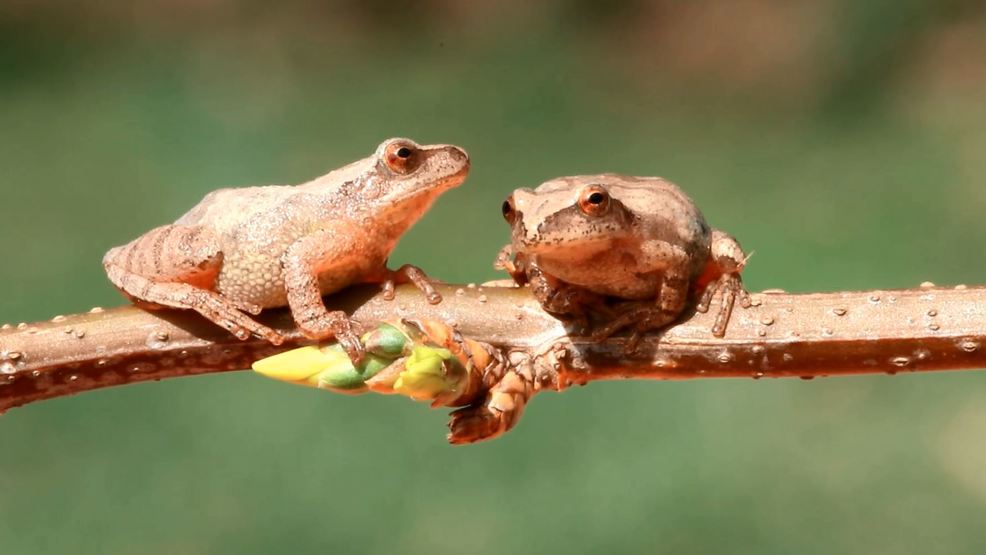 Discover Nature: Spring Peepers | KRCG