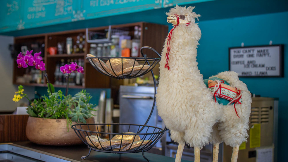We Can Safely Say This Is the Best Llama-Themed Coffee Shop in ...