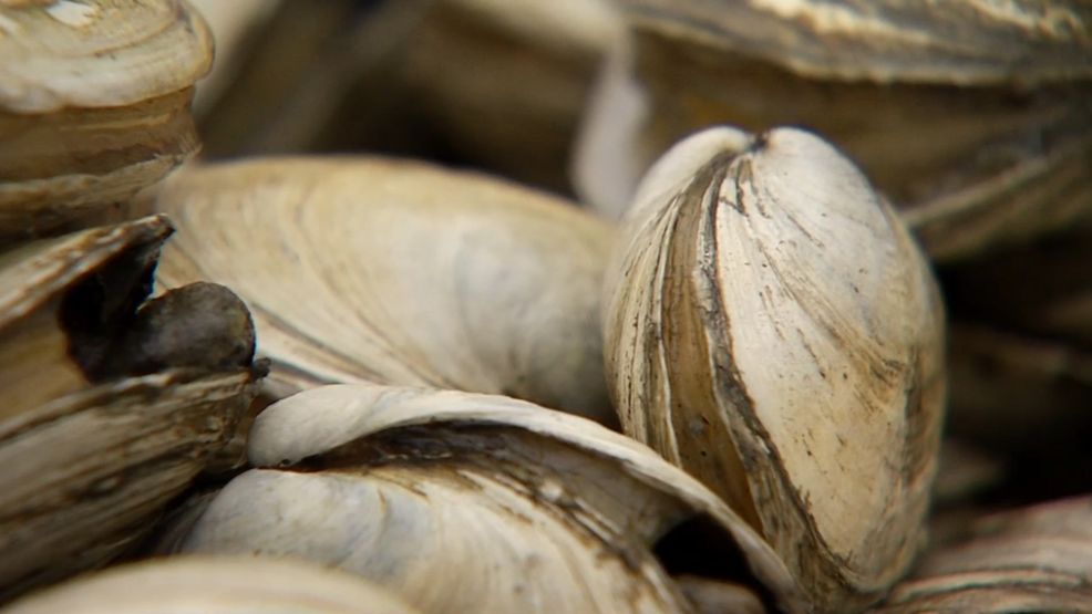 How to shuck clams | WGME