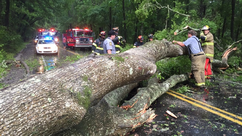 Firefighters clear fallen tree from Highway 61 after wind, hail hit ...