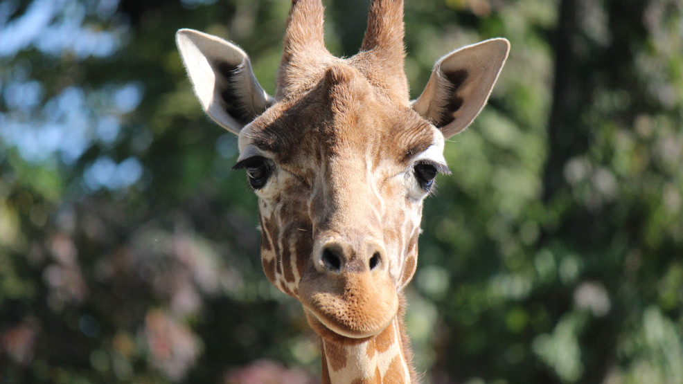 'ZooFari' offers drive-thru experience at Southwick's Zoo | WJAR