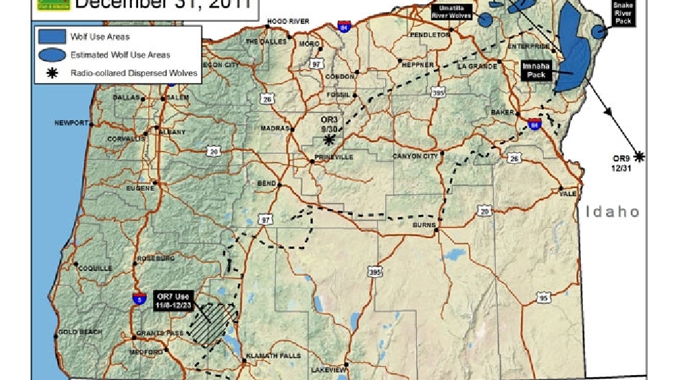 Pups born to Oregon wolf packs | KVAL