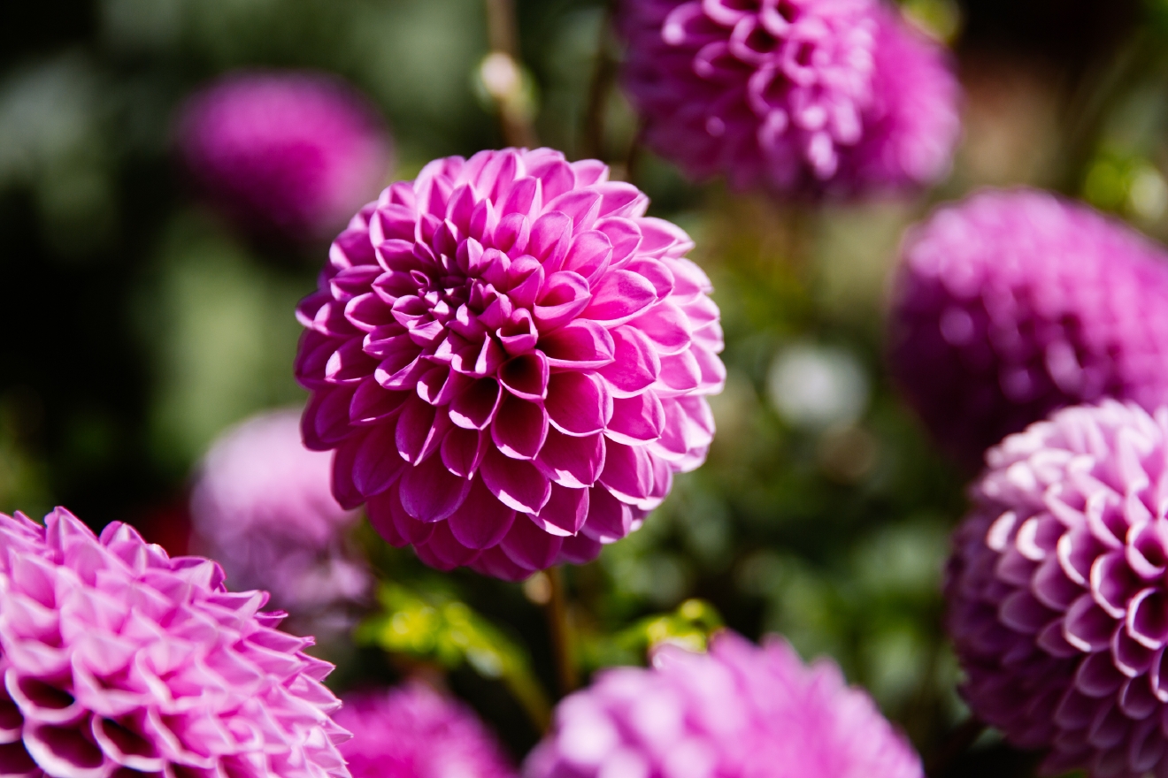 Photos: Seattle's official flower is in full bloom | Seattle Refined