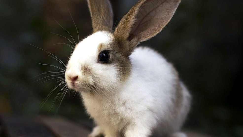 Man who decapitated rabbit sentenced to 2 years for 'animal torture' | KUTV