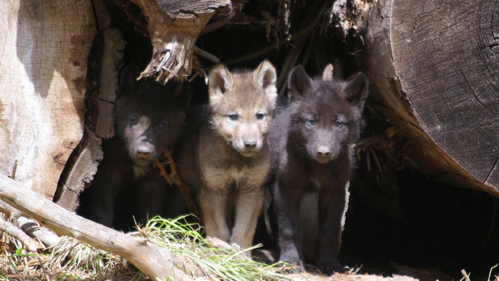Photos: Oregon's wolves | KVAL