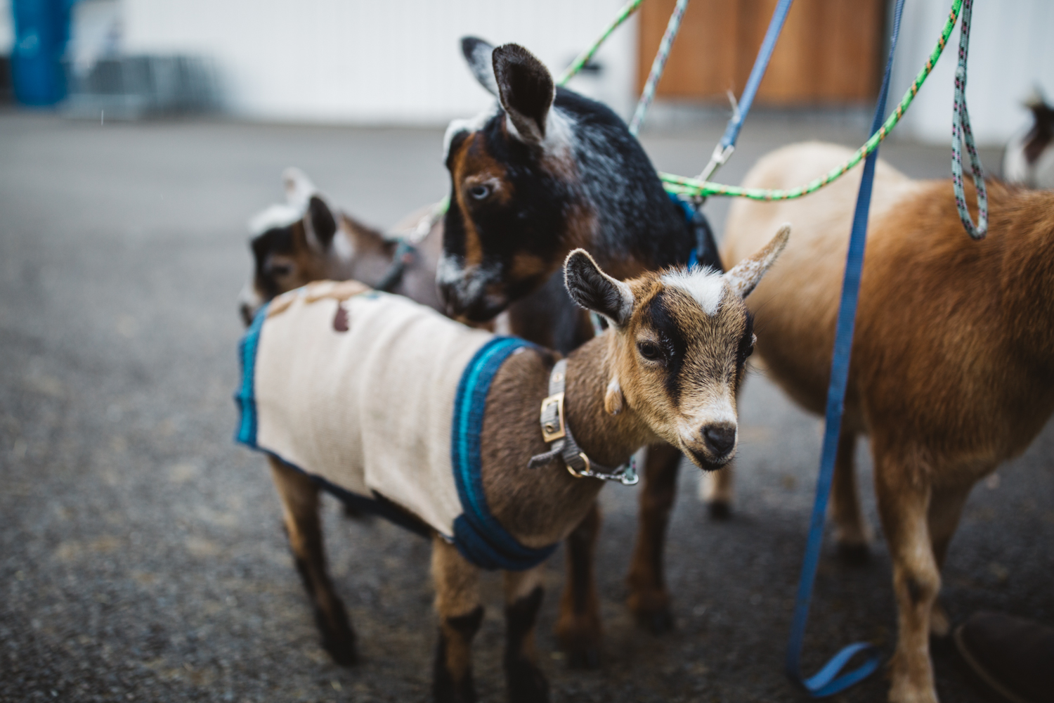 Photos: We found the cutest animals at the Washington State Fair ...