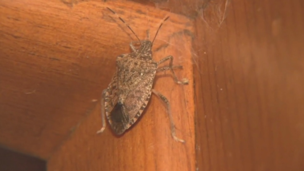 Cooler temperatures bring stink bug problems | WCHS