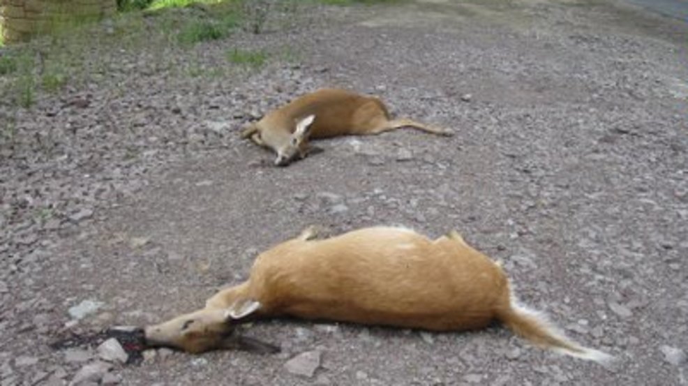 Officials confront issue of deer jumping from overpass on unfinished ...